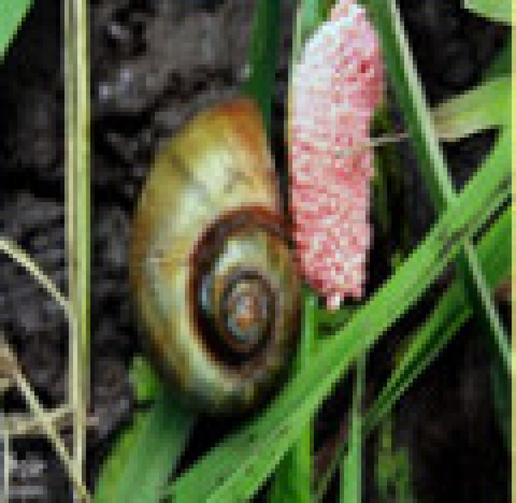 Artikel | Website Resmi Dinas Pertanian dan Pangan Pemerintah Kabupaten ...