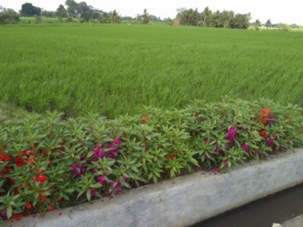 Artikel | Website Resmi Dinas Pertanian dan Pangan Pemerintah Kabupaten ...